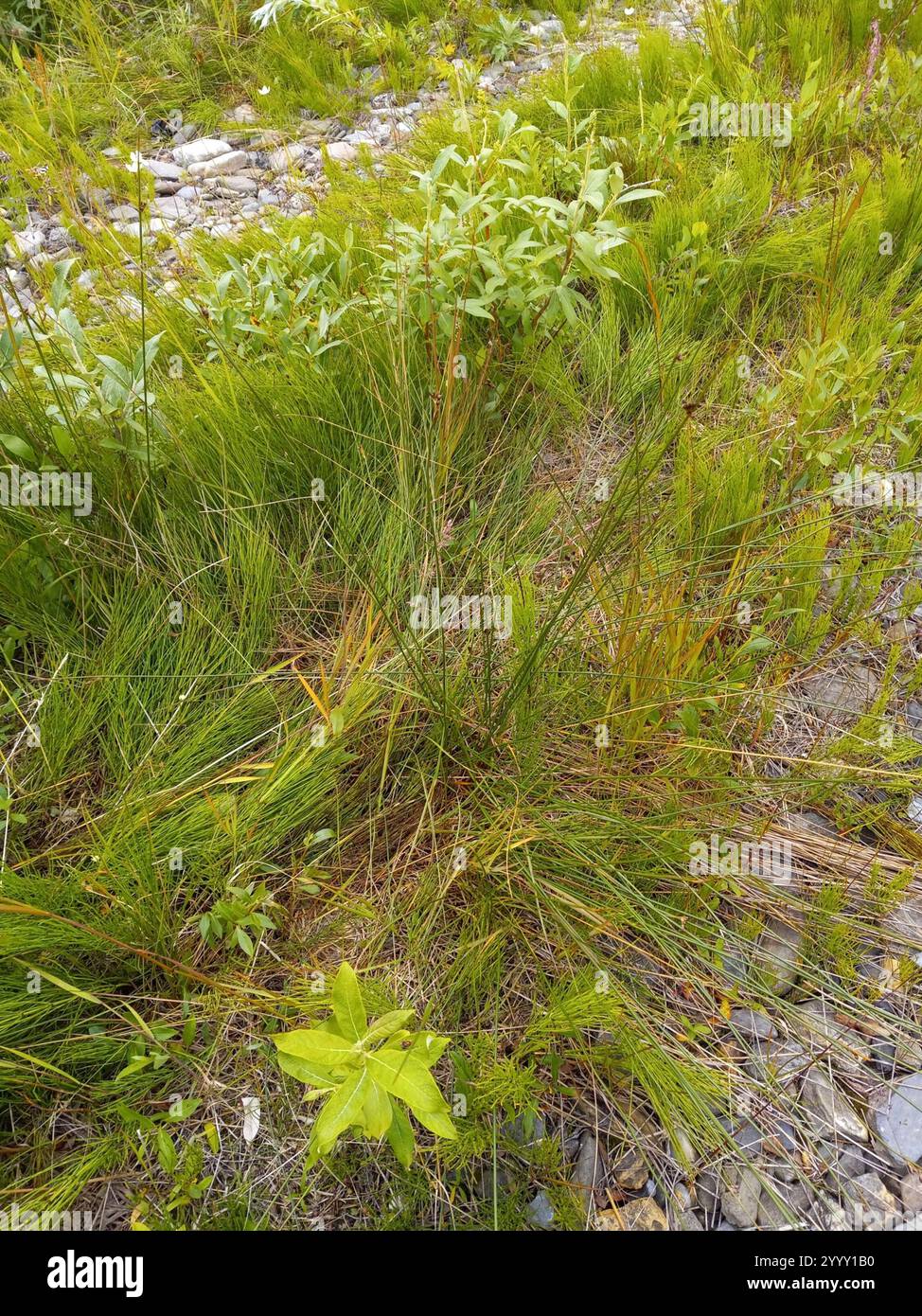 Arctic Rush (Juncus arcticus Stock Photo - Alamy