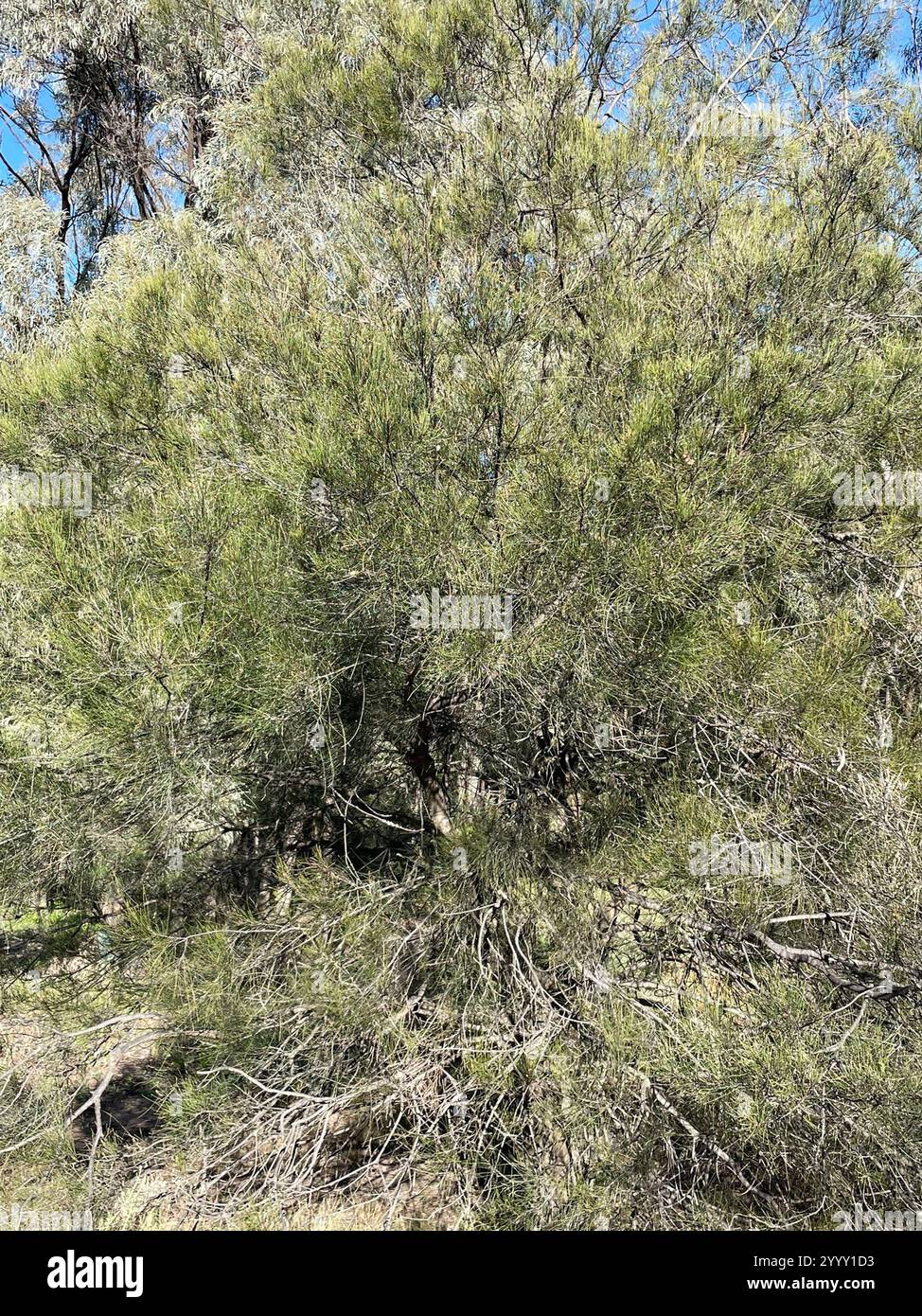 Sheoaks hi-res stock photography and images - Alamy