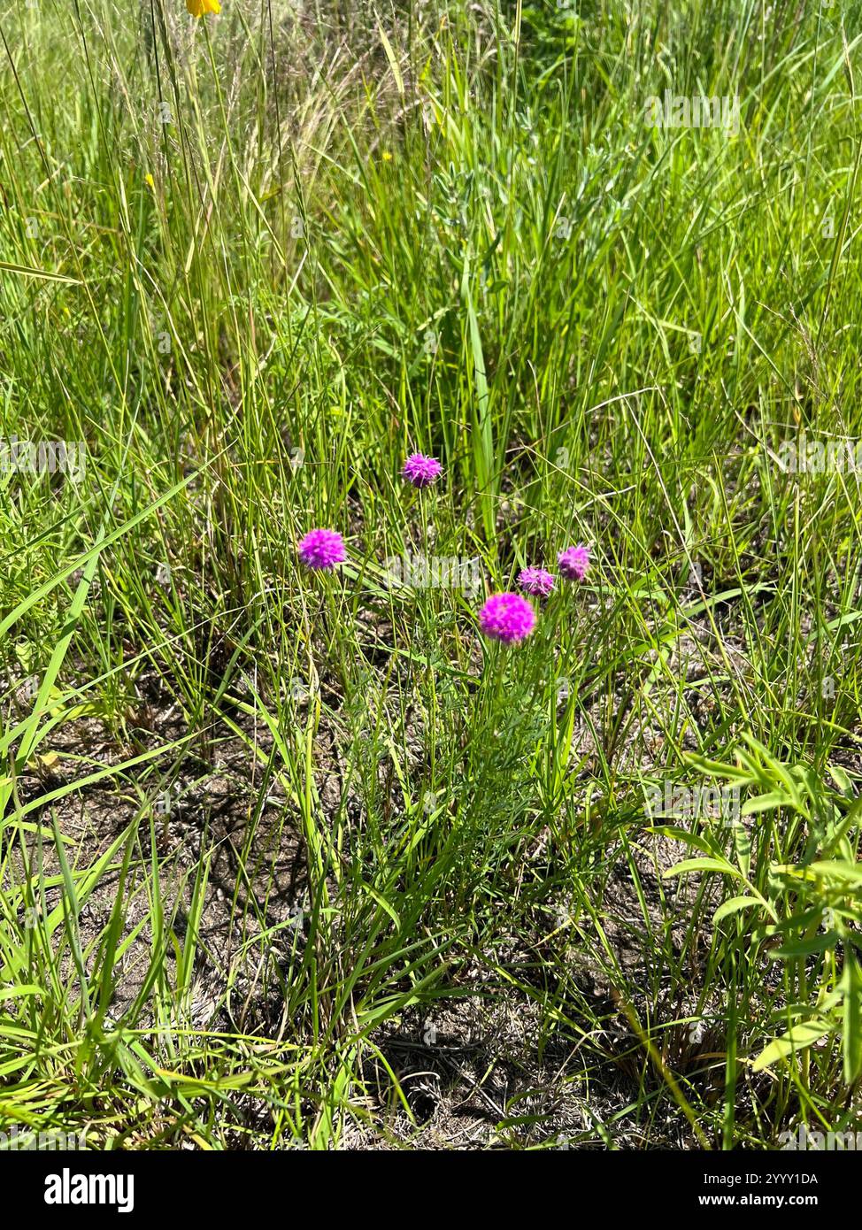 Purple prairie clover dalea purpurea hi-res stock photography and ...