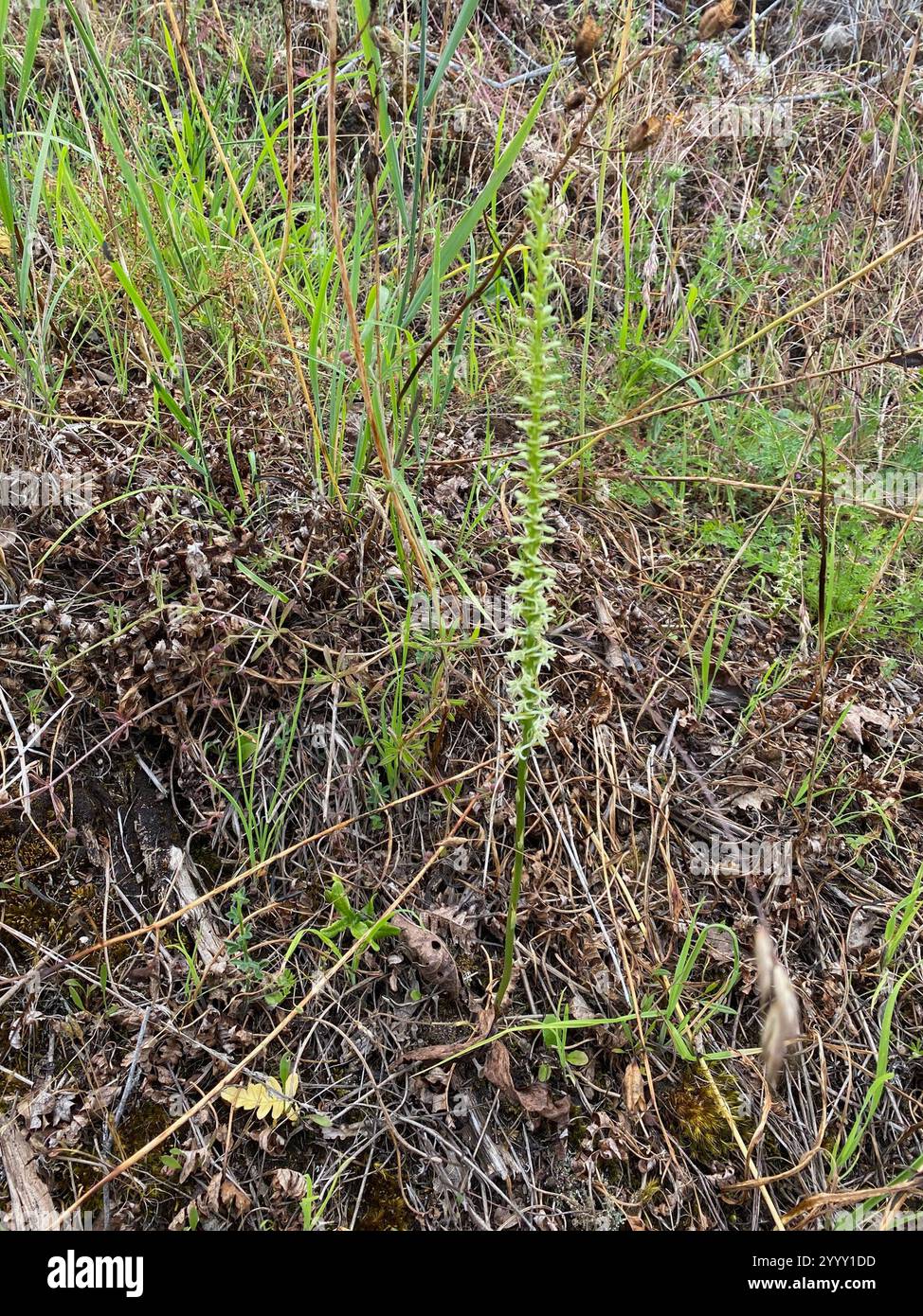 Flat Spurred Piperia (Platanthera transversa Stock Photo - Alamy