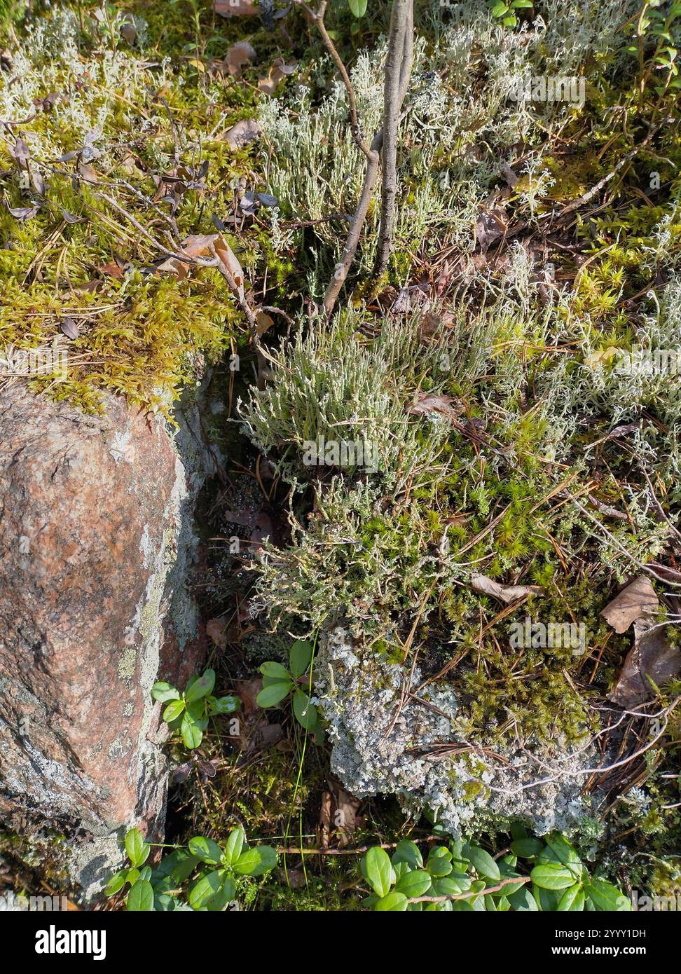 Smooth Pixie Lichen (Cladonia gracilis gracilis Stock Photo - Alamy