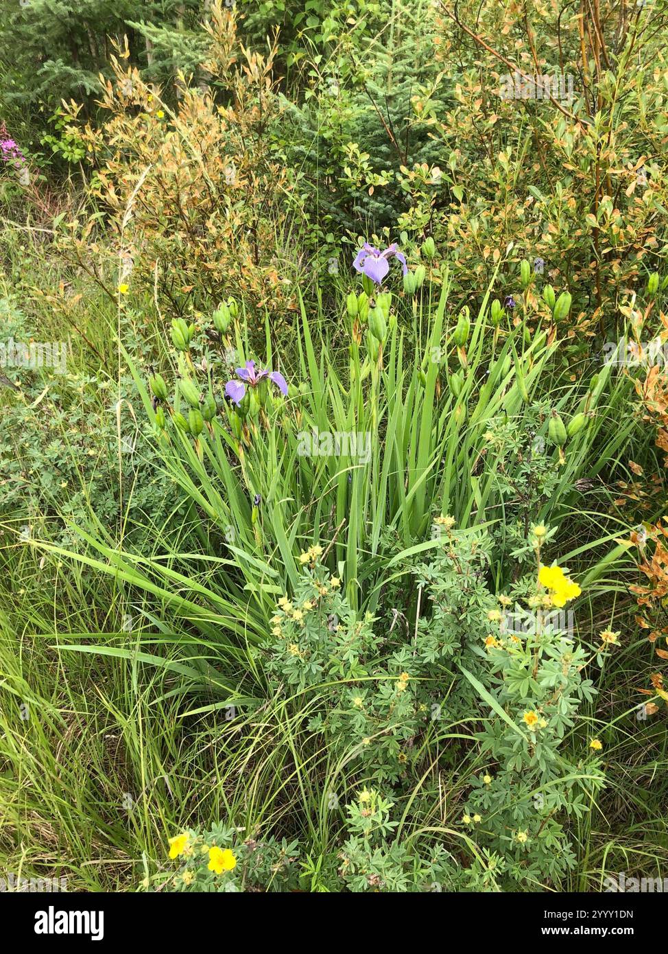 Beach-head Iris (Iris setosa Stock Photo - Alamy