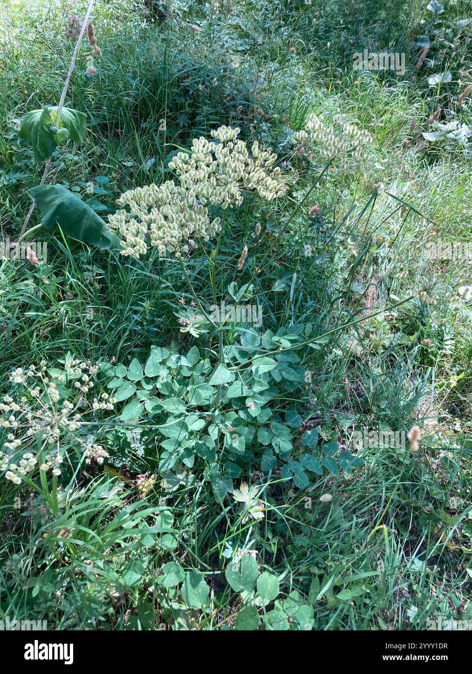 Broad-leaved Sermountain (Laserpitium latifolium Stock Photo - Alamy