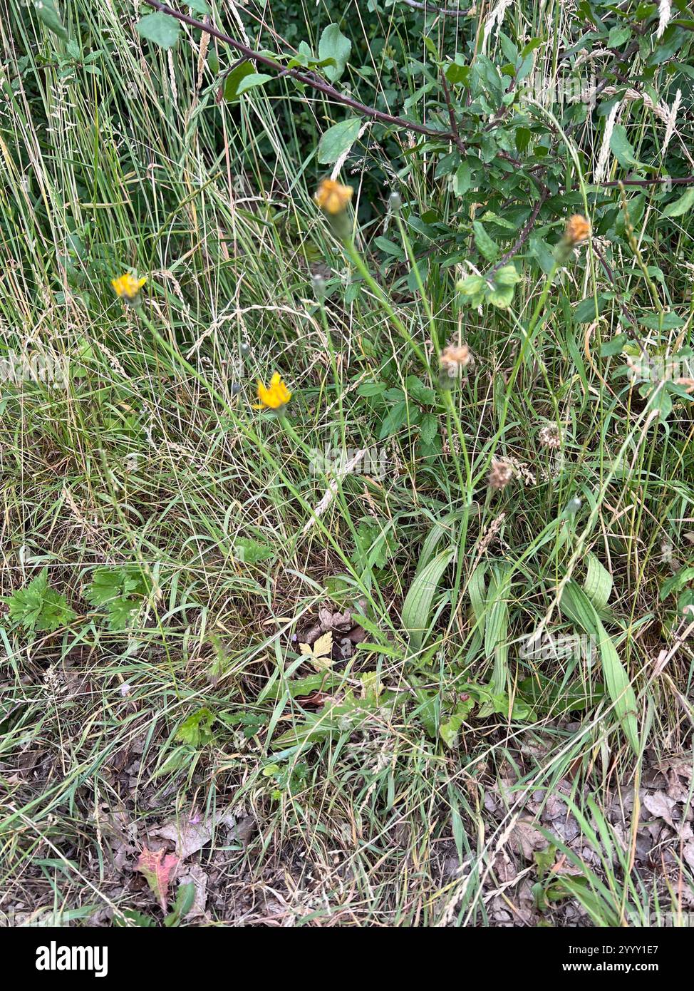 Common Cat's-ear (Hypochaeris radicata Stock Photo - Alamy