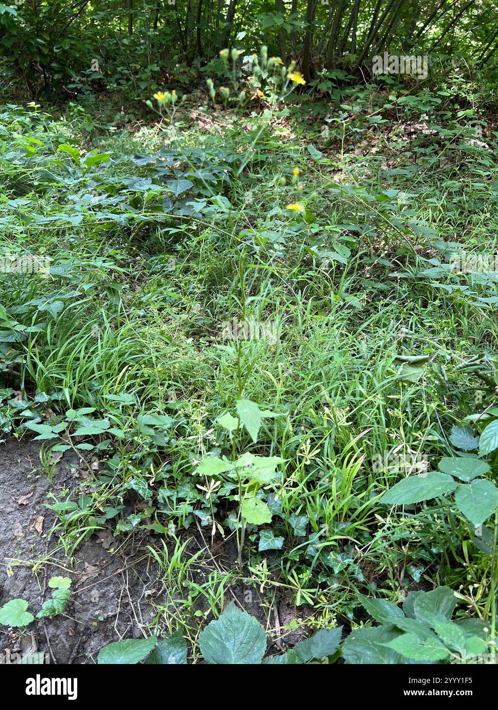 nipplewort (Lapsana communis Stock Photo - Alamy