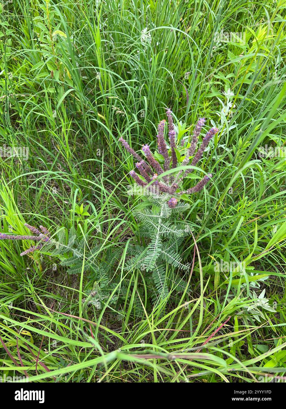 leadplant (Amorpha canescens Stock Photo - Alamy