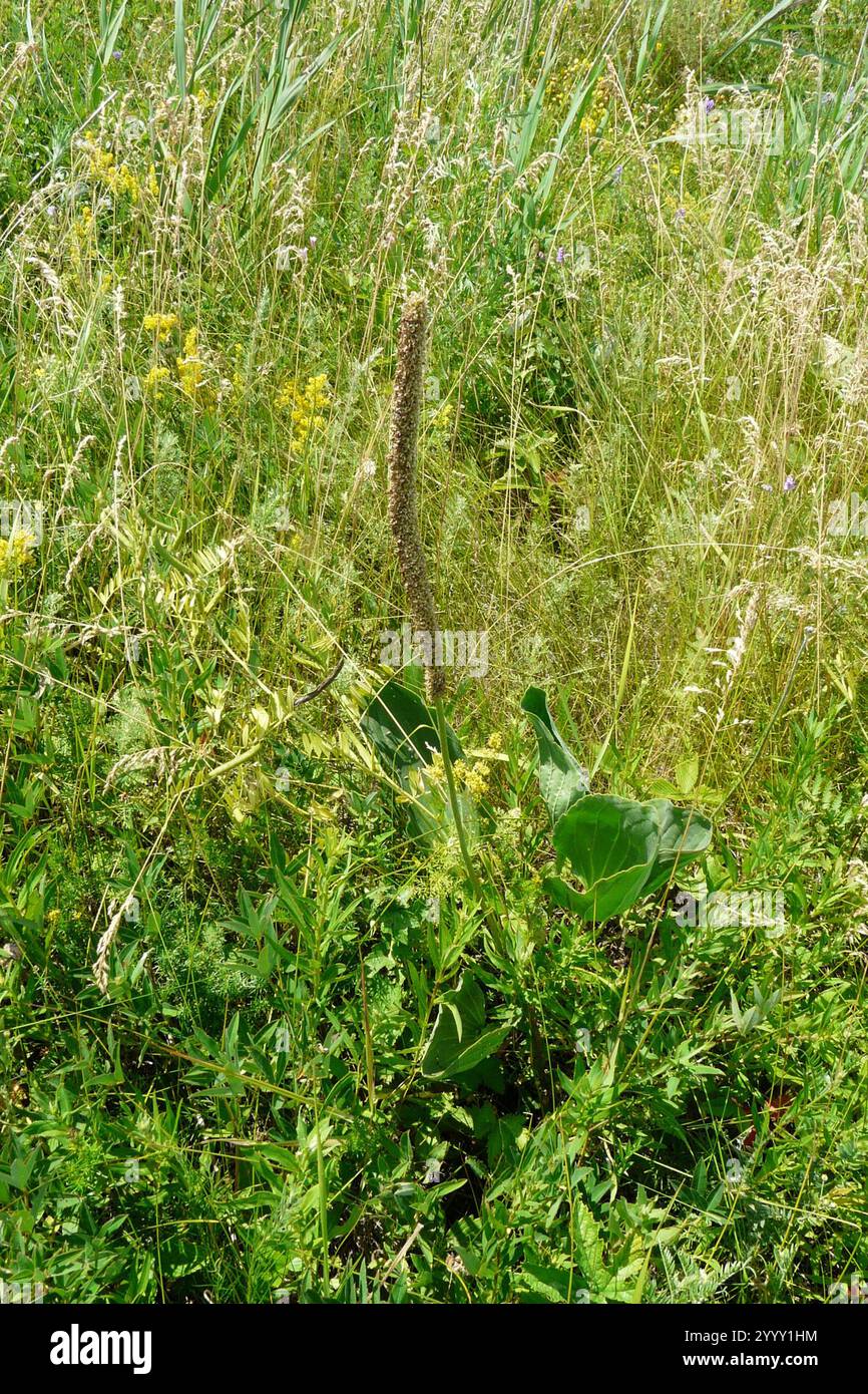 Plantago maxima hi-res stock photography and images - Alamy
