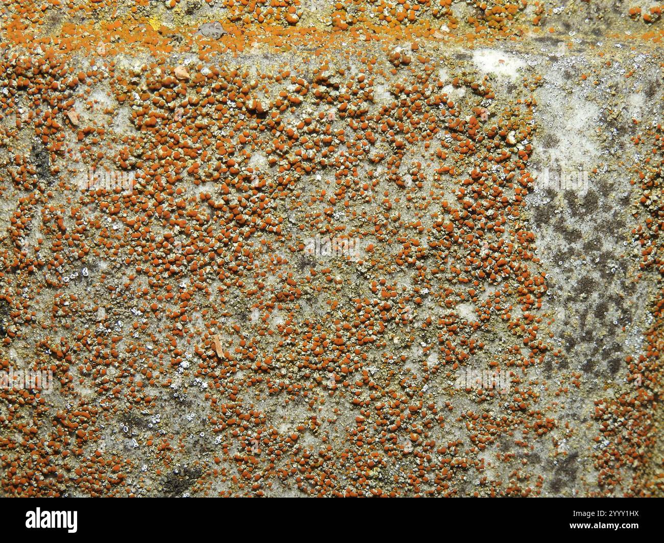 Sulphur Firedot (Gyalolechia flavovirescens Stock Photo - Alamy