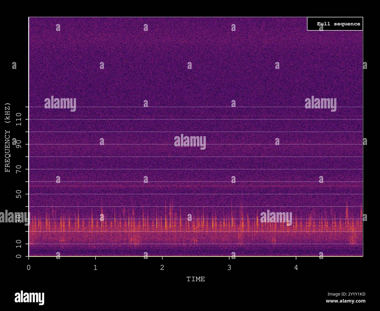 Long-eared Bats (Plecotus Stock Photo - Alamy