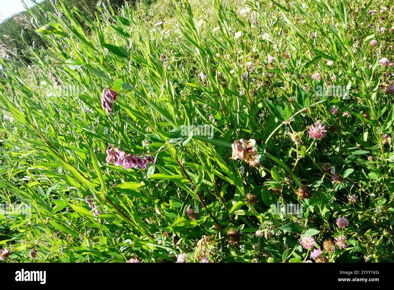 Pisiform grass-pea (Lathyrus pisiformis Stock Photo - Alamy