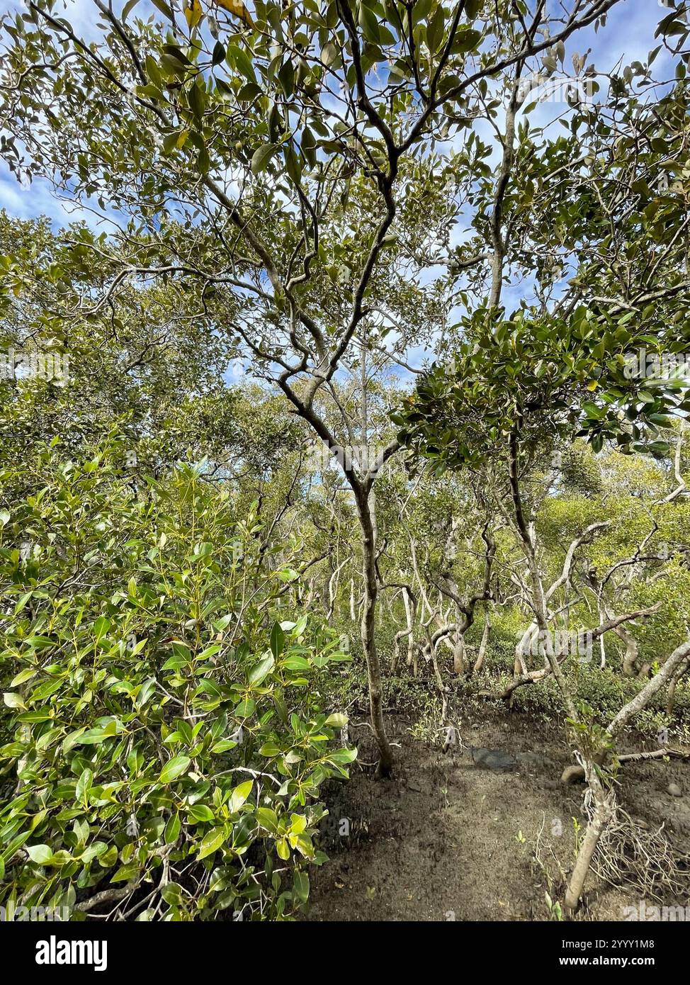 Grey Mangrove (Avicennia marina Stock Photo - Alamy