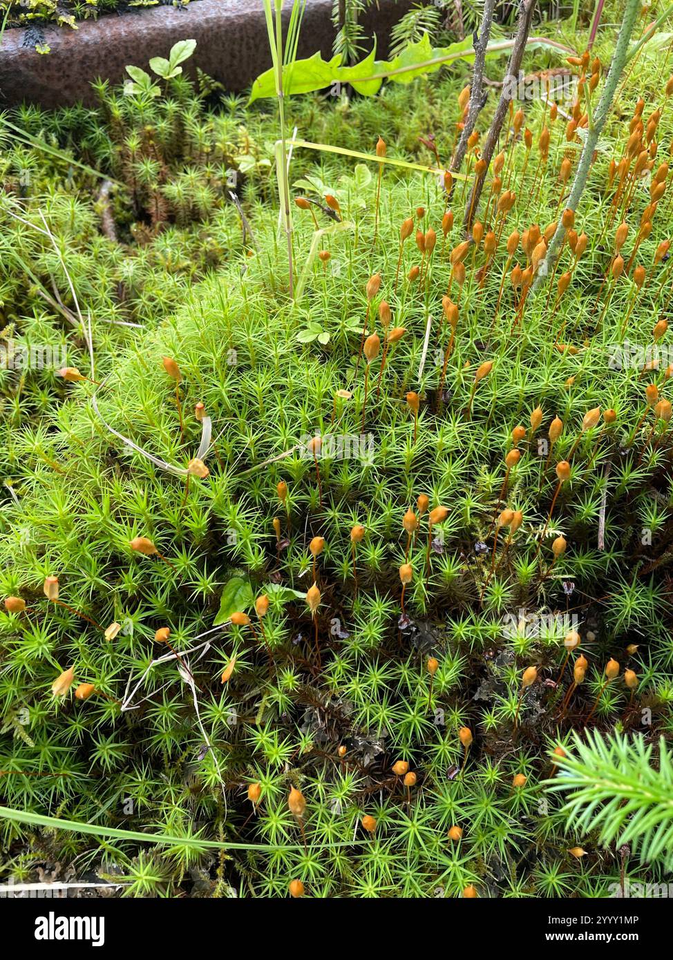 Common Haircap Moss (Polytrichum commune Stock Photo - Alamy
