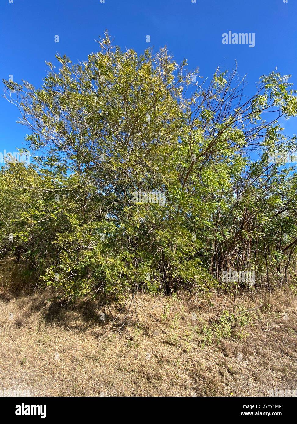 lebbeck (Albizia lebbeck Stock Photo - Alamy