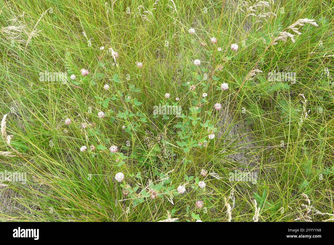 Alsike clover (Trifolium hybridum Stock Photo - Alamy