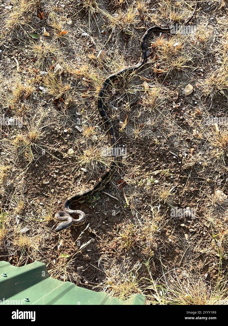 Western Ratsnake (Pantherophis obsoletus Stock Photo - Alamy