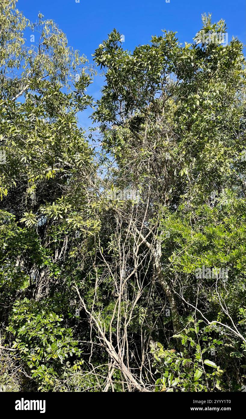 wonga vine (Pandorea pandorana Stock Photo - Alamy