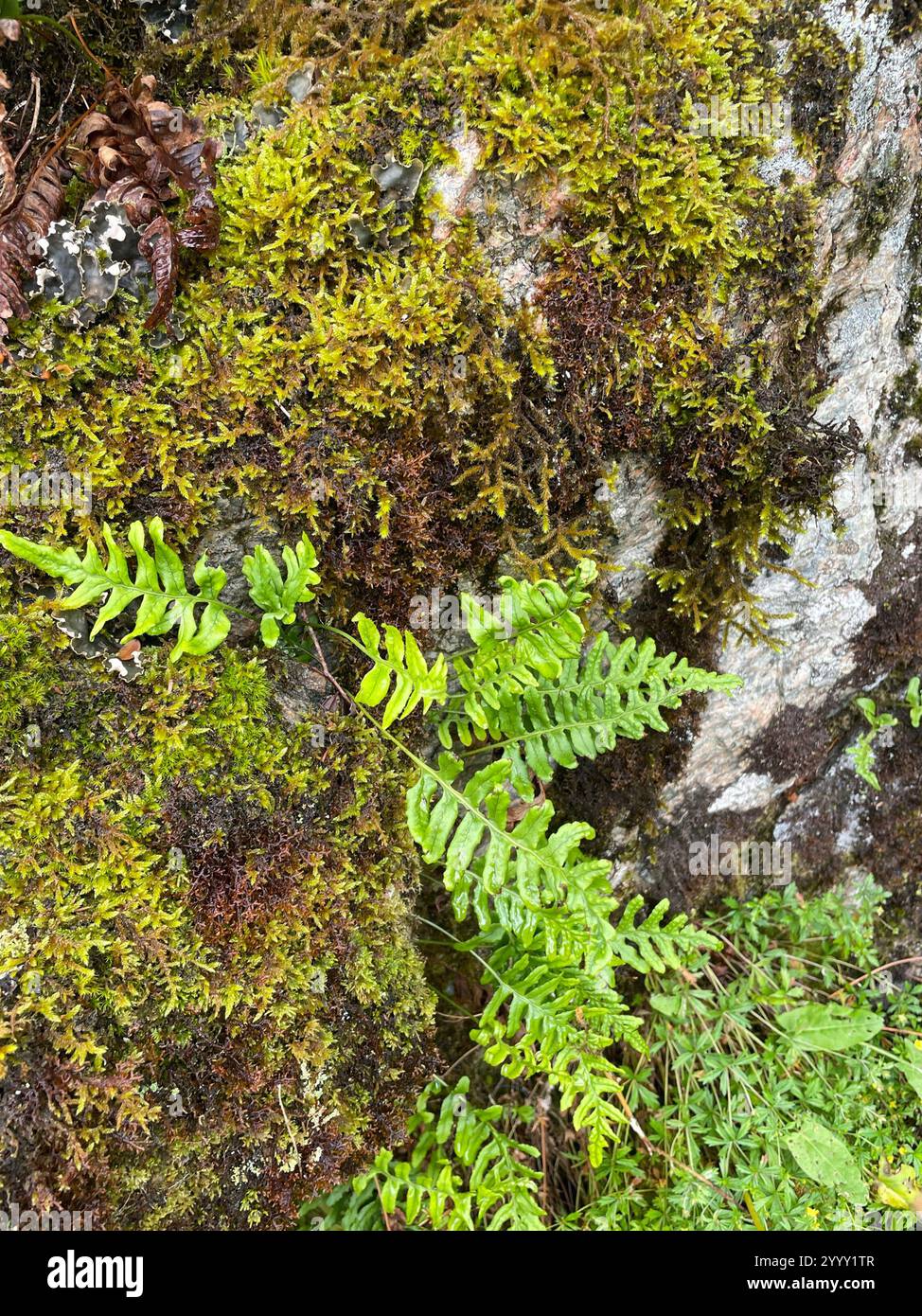 common polypody (Polypodium vulgare Stock Photo - Alamy