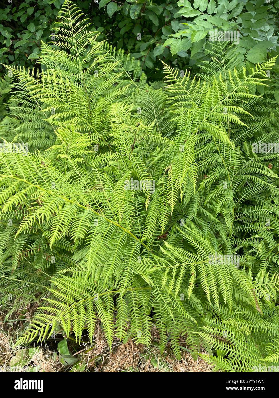 lady fern (Athyrium filix-femina Stock Photo - Alamy