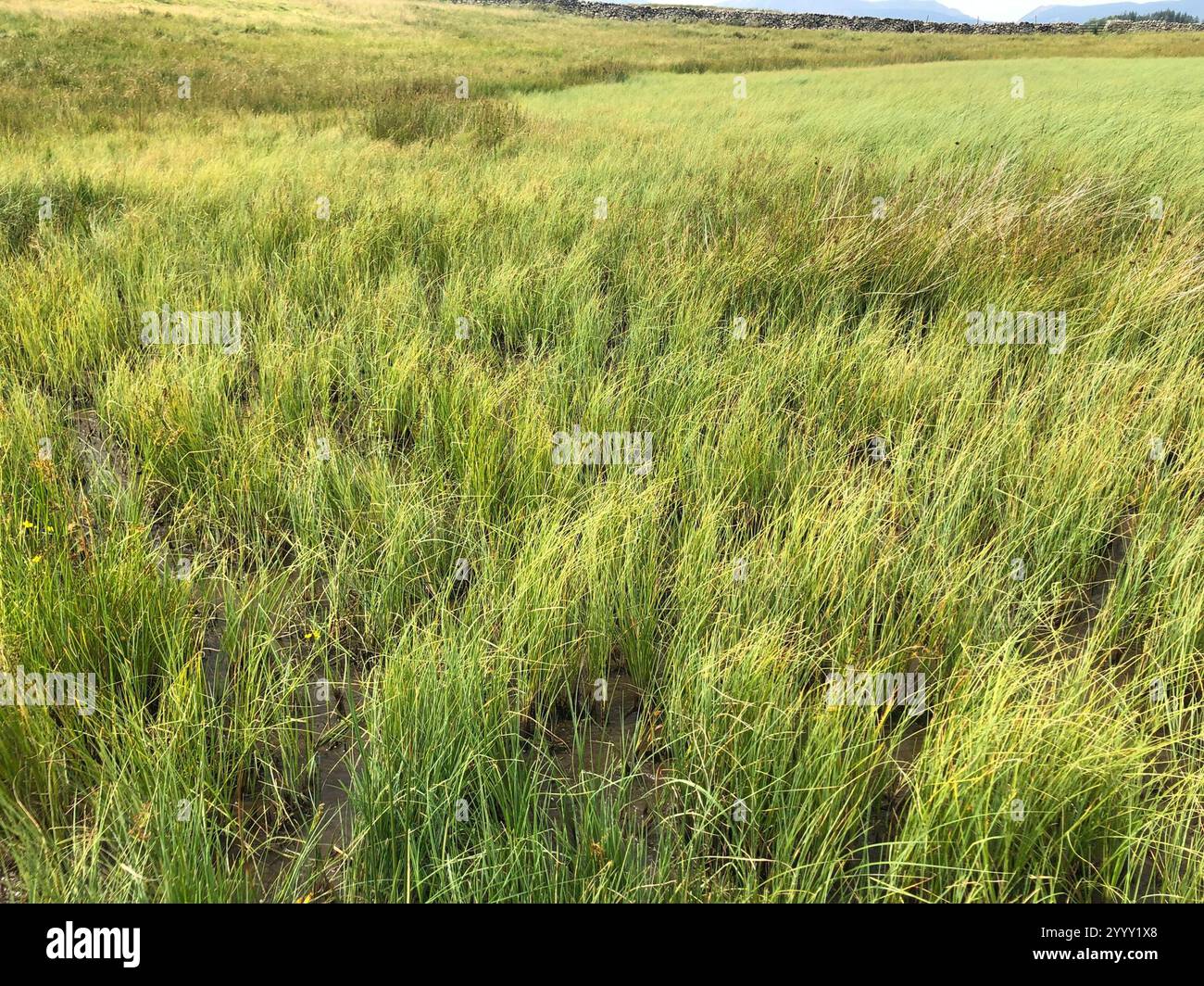 beaked sedge (Carex rostrata Stock Photo - Alamy