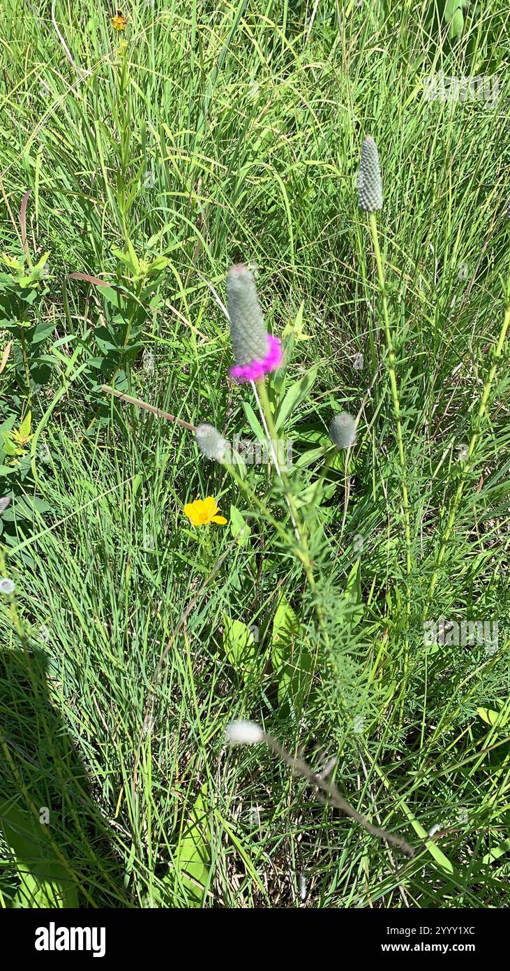 purple prairie clover (Dalea purpurea Stock Photo - Alamy