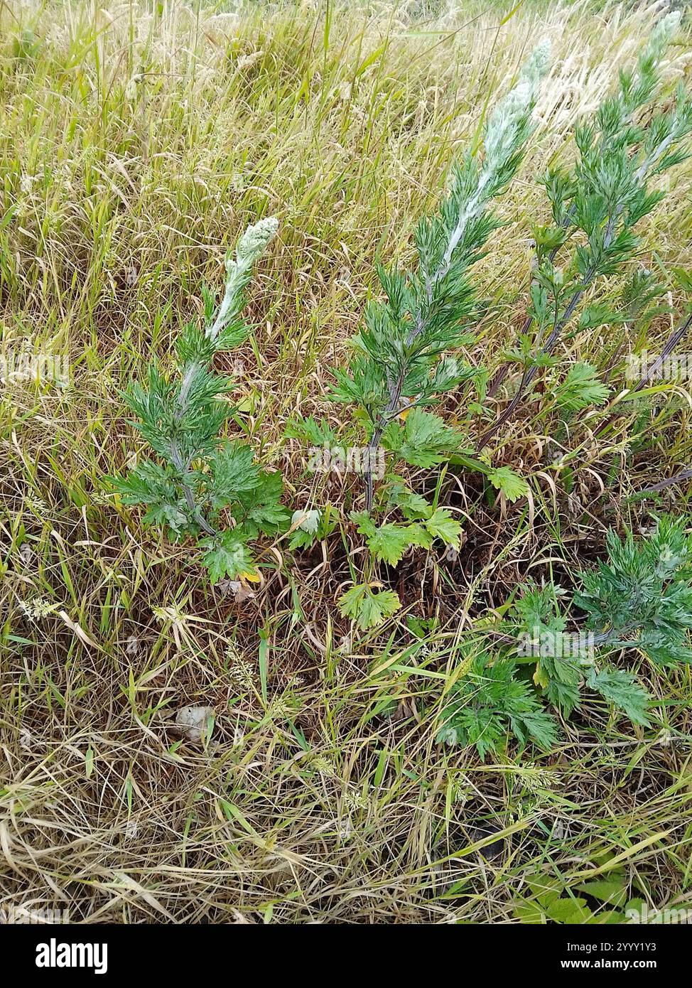 common mugwort (Artemisia vulgaris Stock Photo - Alamy