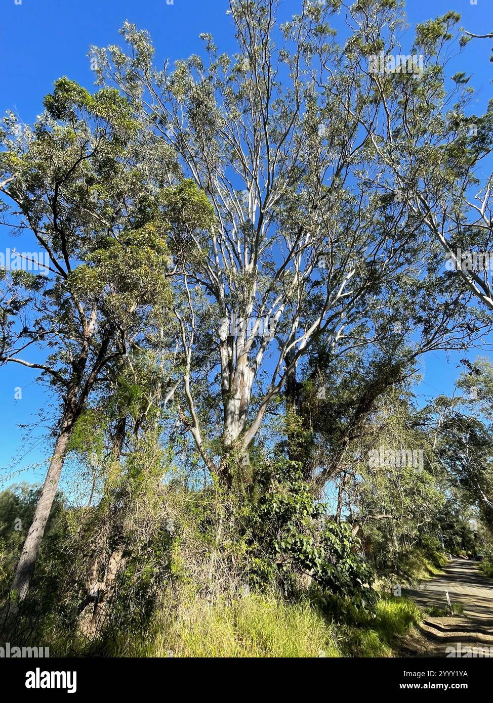 flowering plants (Angiospermae Stock Photo - Alamy