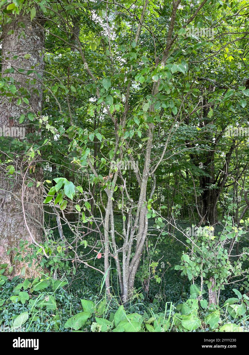 common serviceberry (Amelanchier arborea Stock Photo - Alamy