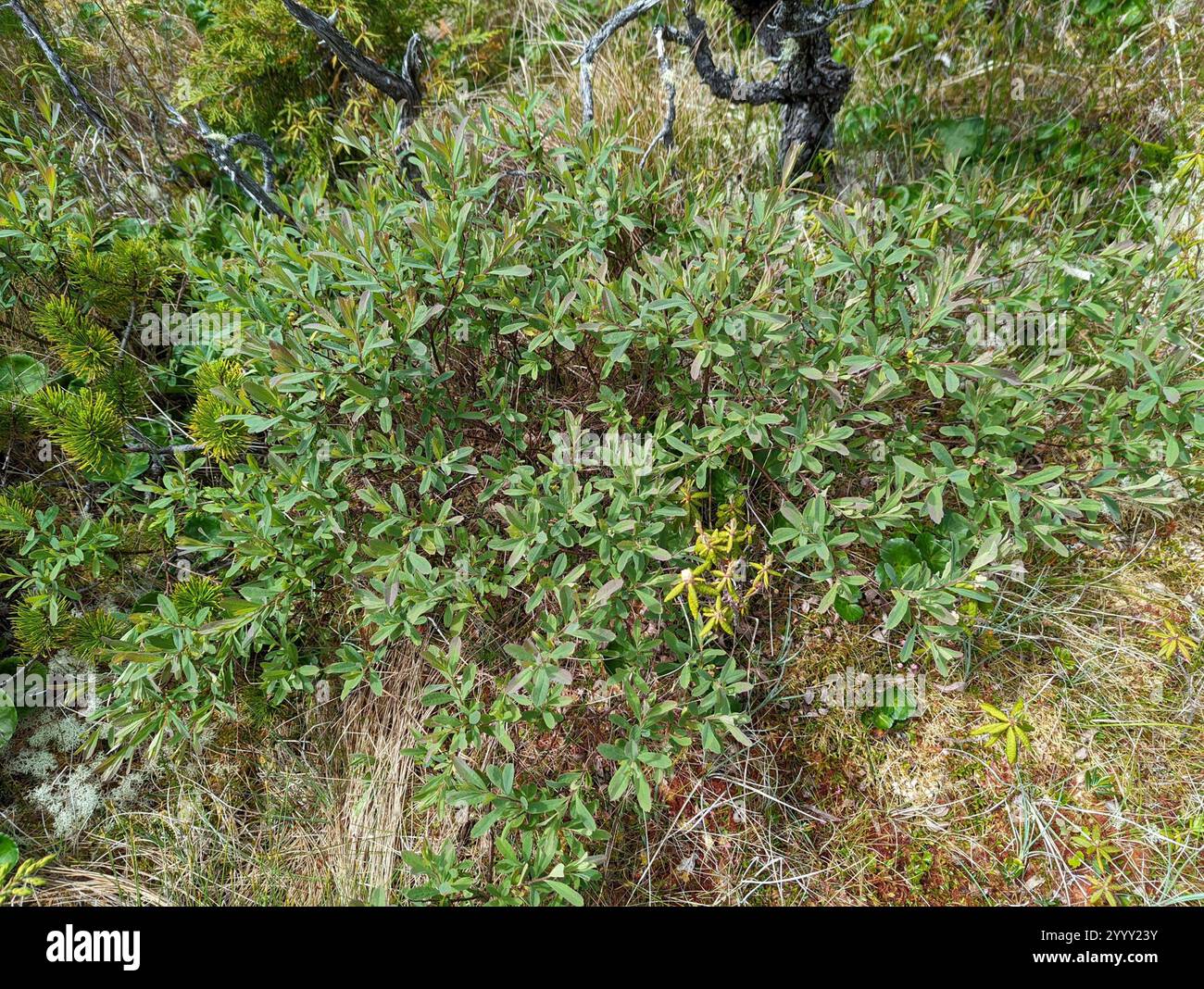 bog myrtle (Myrica gale Stock Photo - Alamy