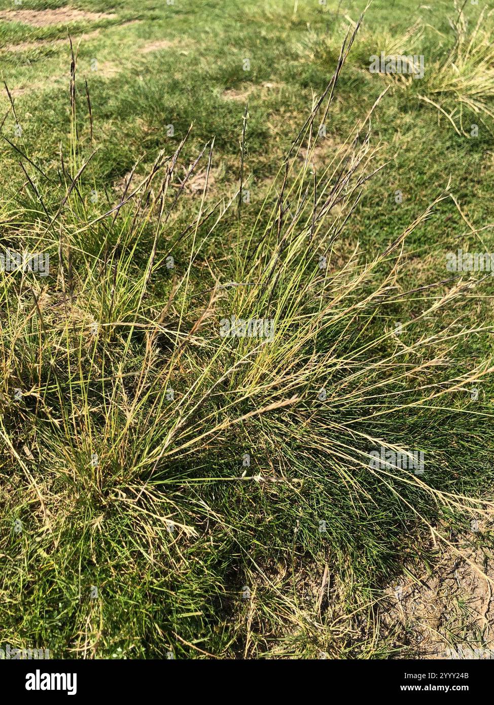 Matgrass (Nardus stricta Stock Photo - Alamy