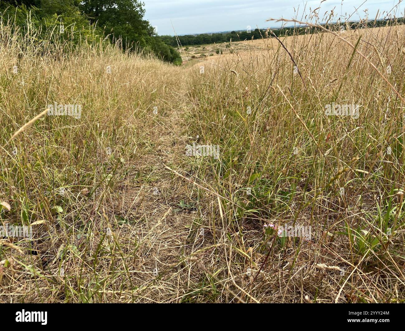 Lesser Centaury (Centaurium pulchellum Stock Photo - Alamy