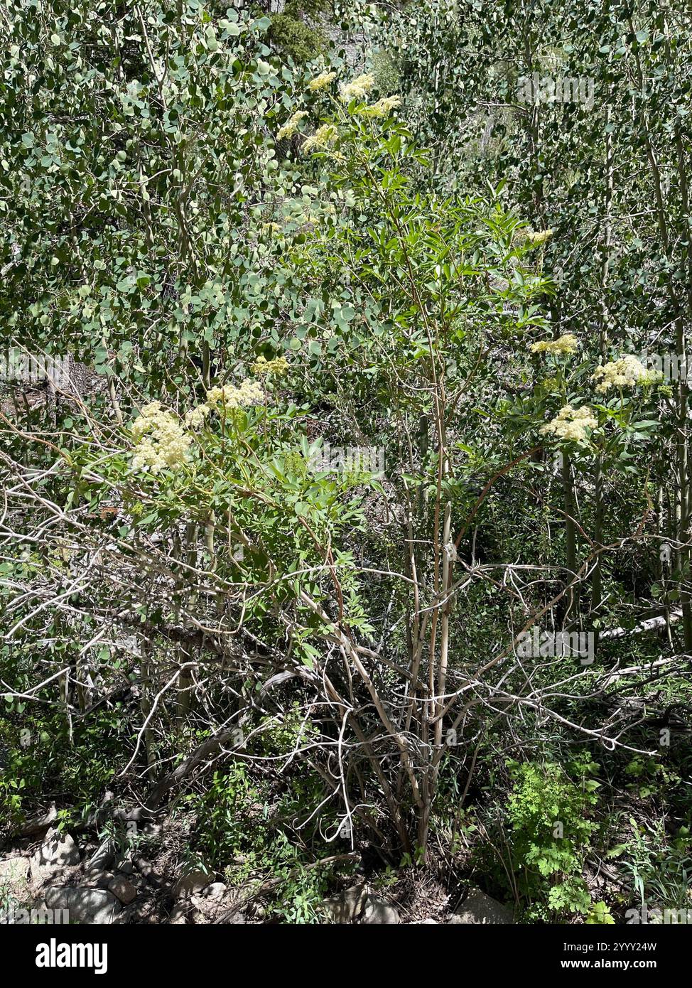 blue elder (Sambucus cerulea Stock Photo - Alamy