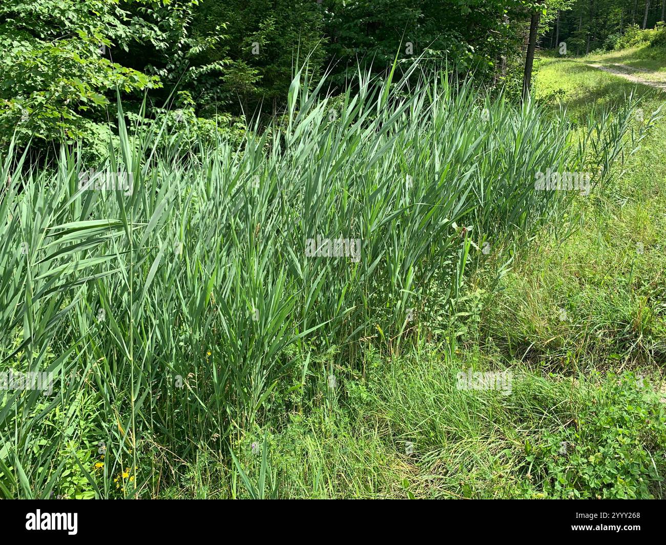 European reed (Phragmites australis australis Stock Photo - Alamy