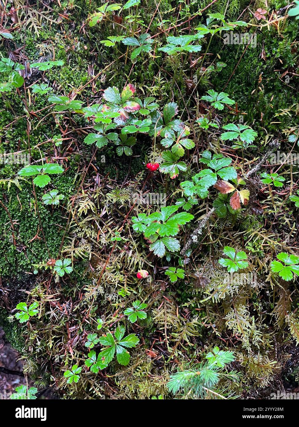 Five-leaf Dwarf Bramble (Rubus pedatus Stock Photo - Alamy