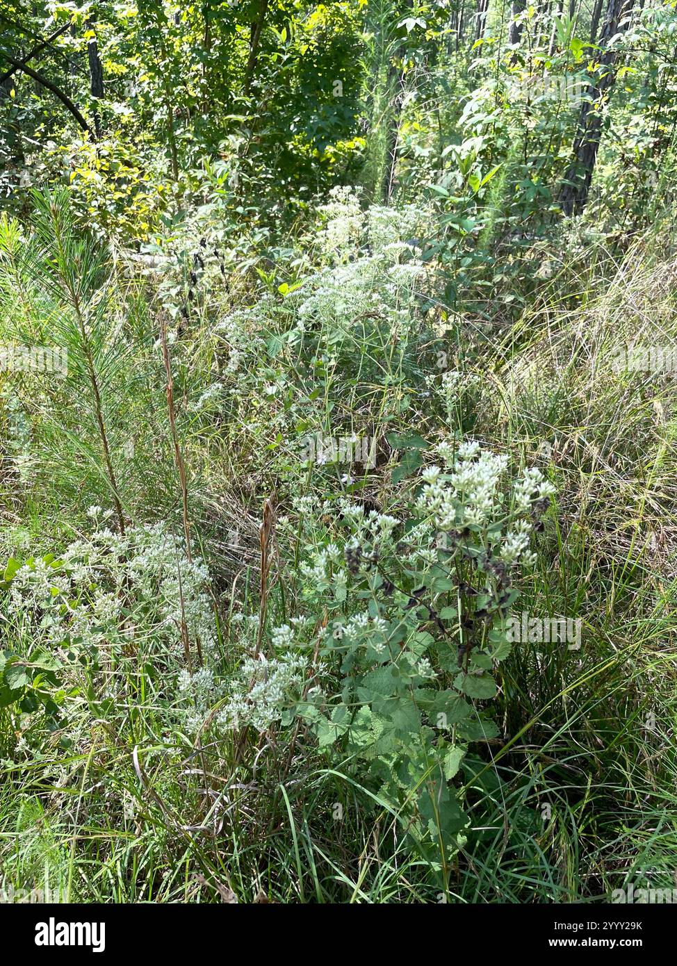 round-leaved boneset (Eupatorium rotundifolium Stock Photo - Alamy