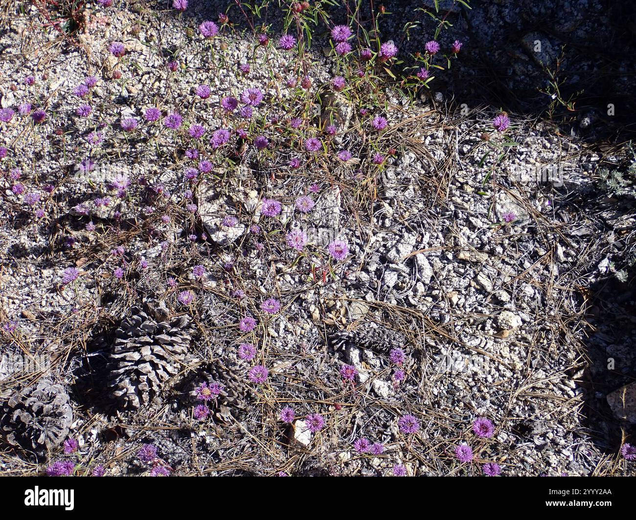 mustang mint (Monardella breweri lanceolata Stock Photo - Alamy