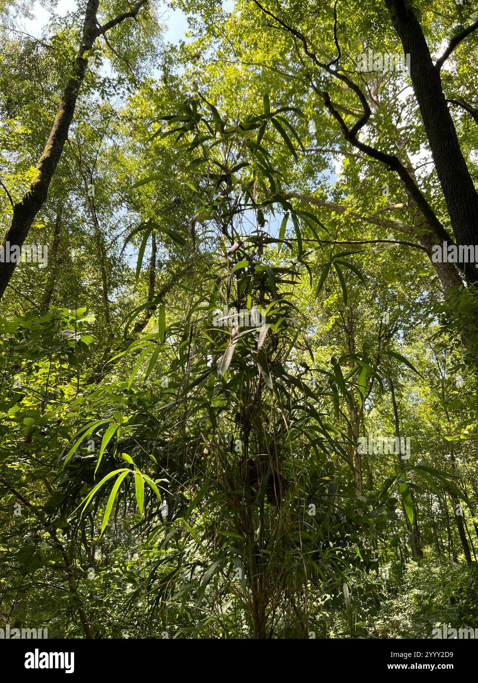 switch cane (Arundinaria tecta Stock Photo - Alamy