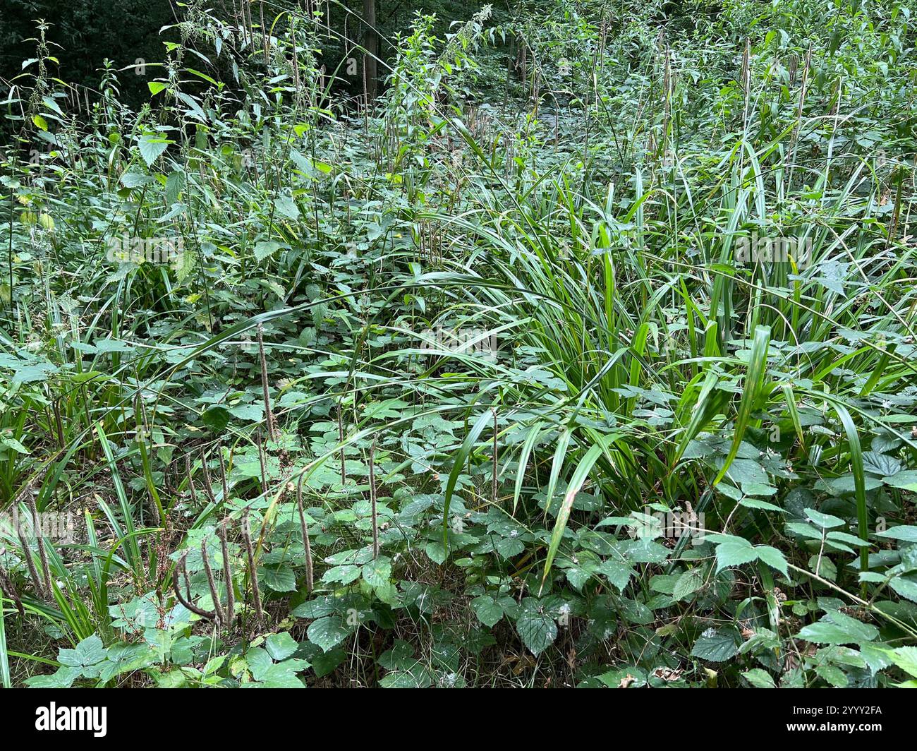 Hanging sedge (Carex pendula Stock Photo - Alamy