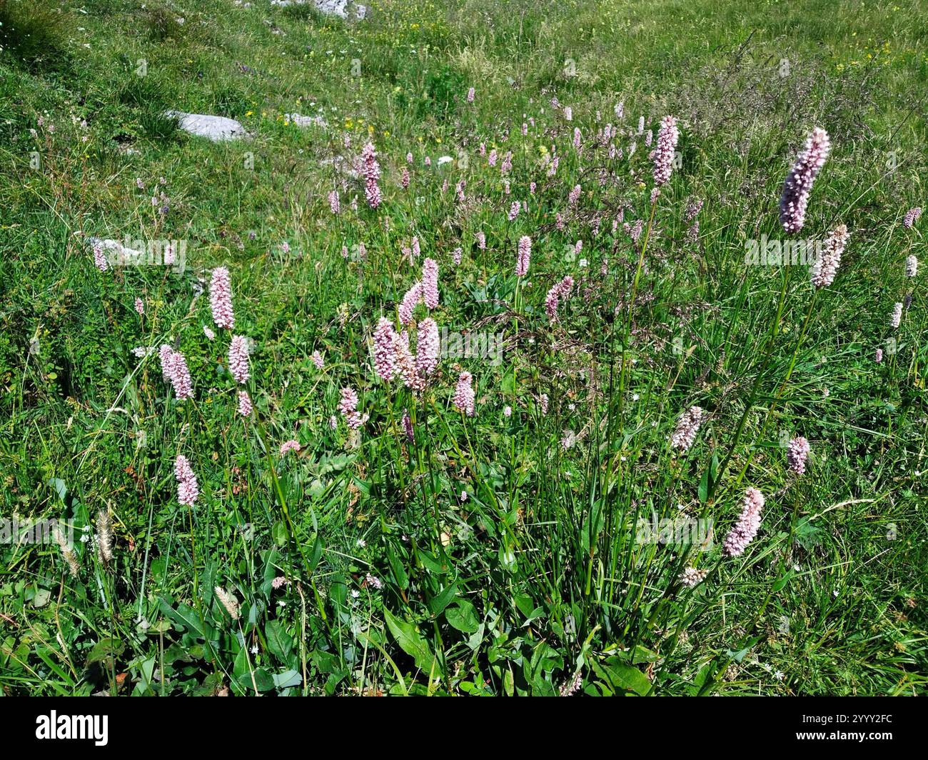 common bistort (Bistorta officinalis Stock Photo - Alamy