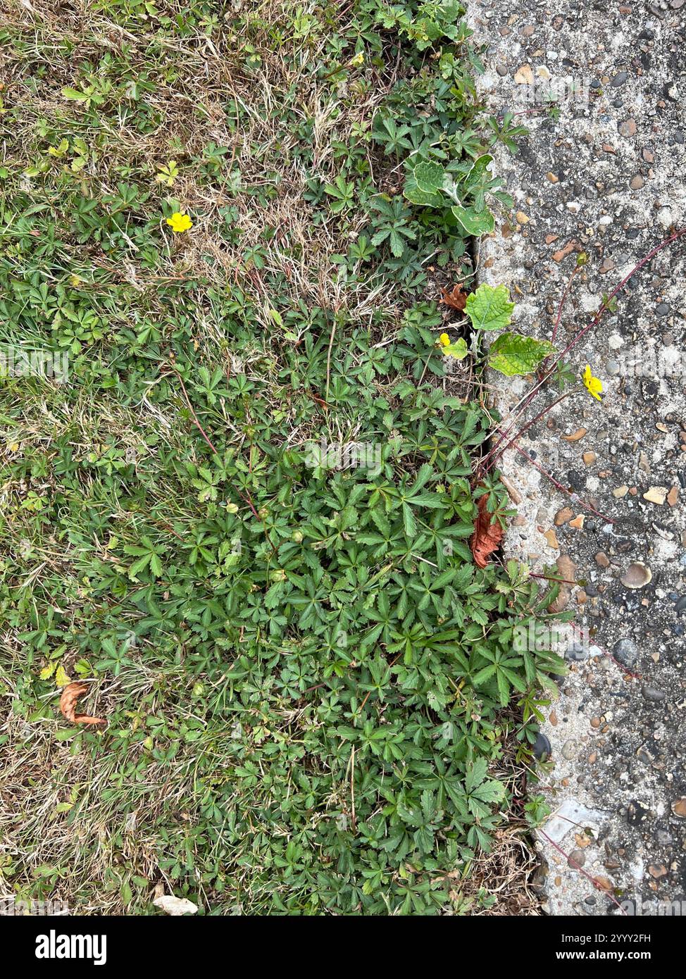 Creeping cinquefoil (Potentilla reptans Stock Photo - Alamy