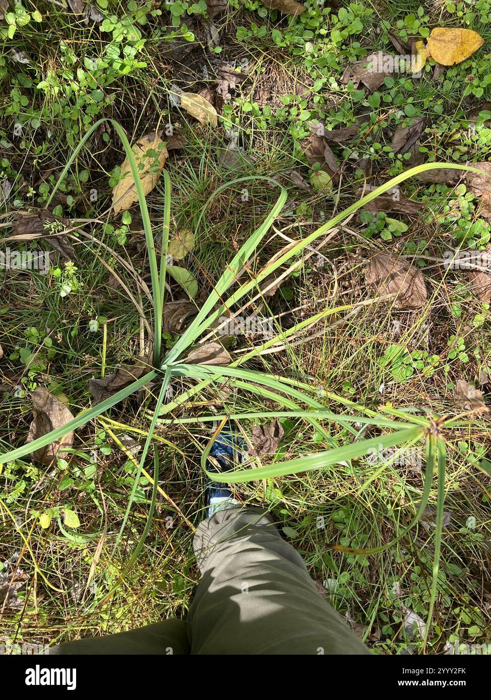 Javanese Flatsedge (Cyperus javanicus Stock Photo - Alamy