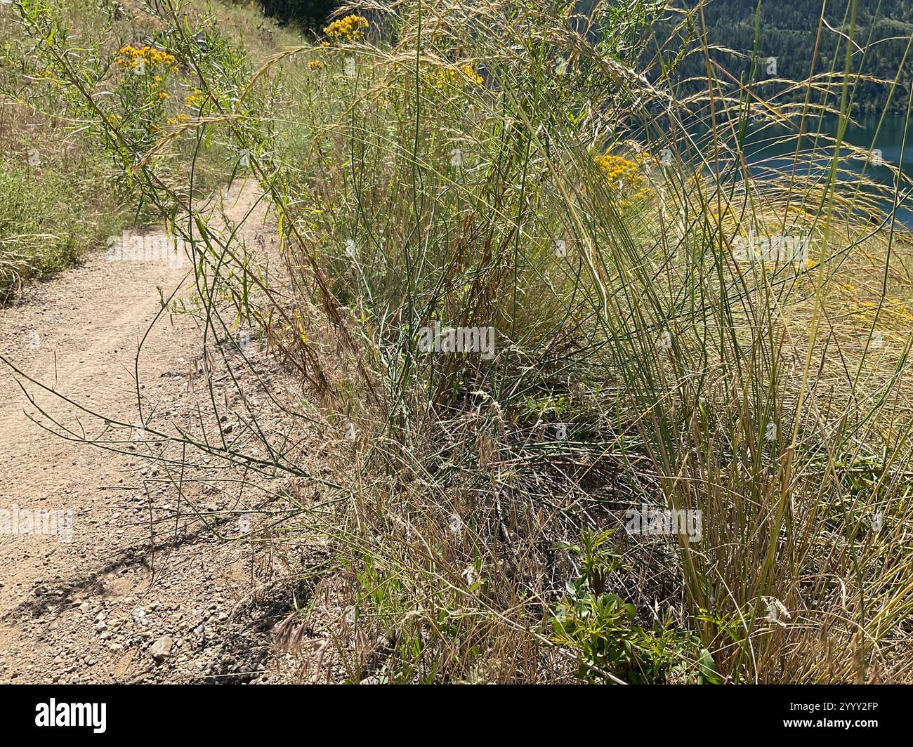 Rush Skeletonweed (Chondrilla juncea Stock Photo - Alamy