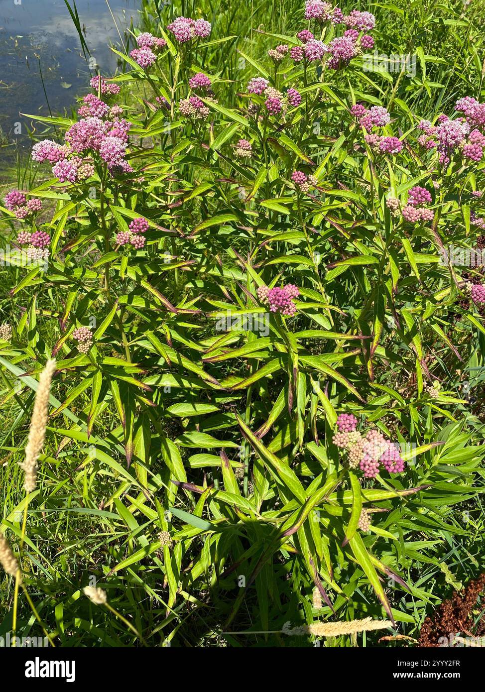 swamp milkweed (Asclepias incarnata Stock Photo - Alamy
