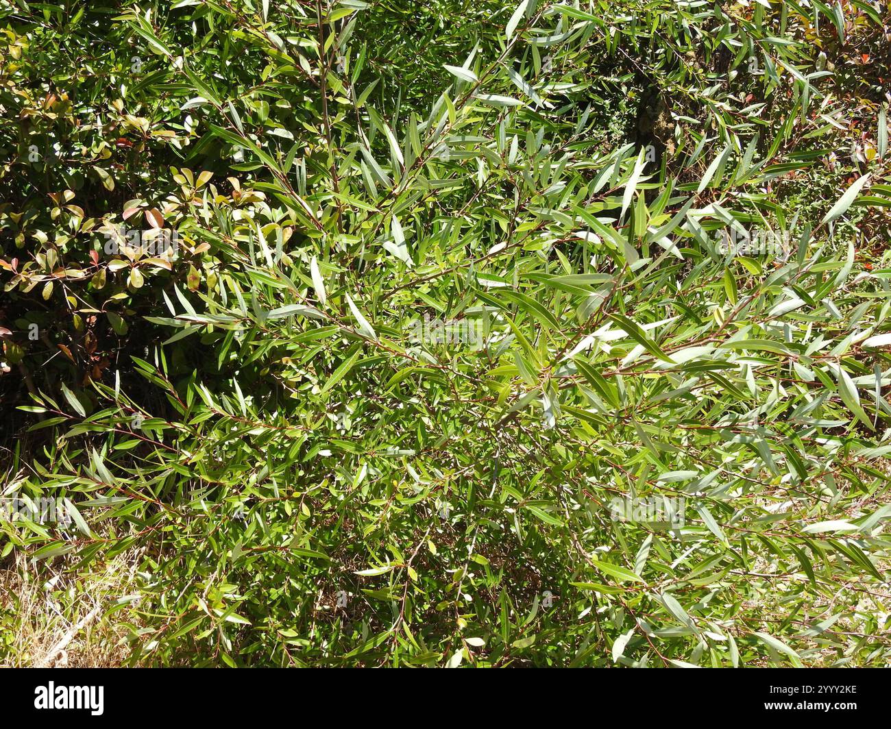 red willow (Salix laevigata Stock Photo - Alamy