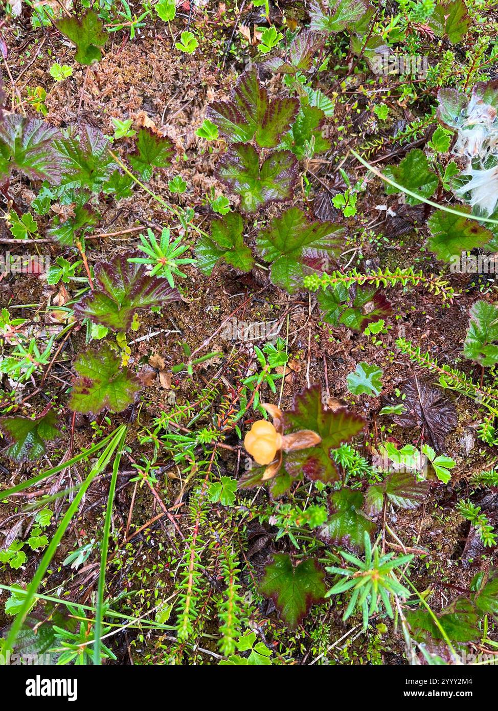 cloudberry (Rubus chamaemorus Stock Photo - Alamy