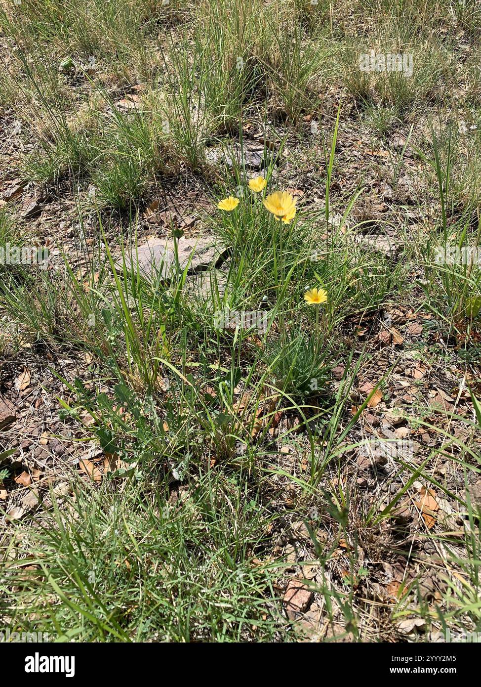 Stemmy Four-nerved Daisy (Tetraneuris scaposa Stock Photo - Alamy
