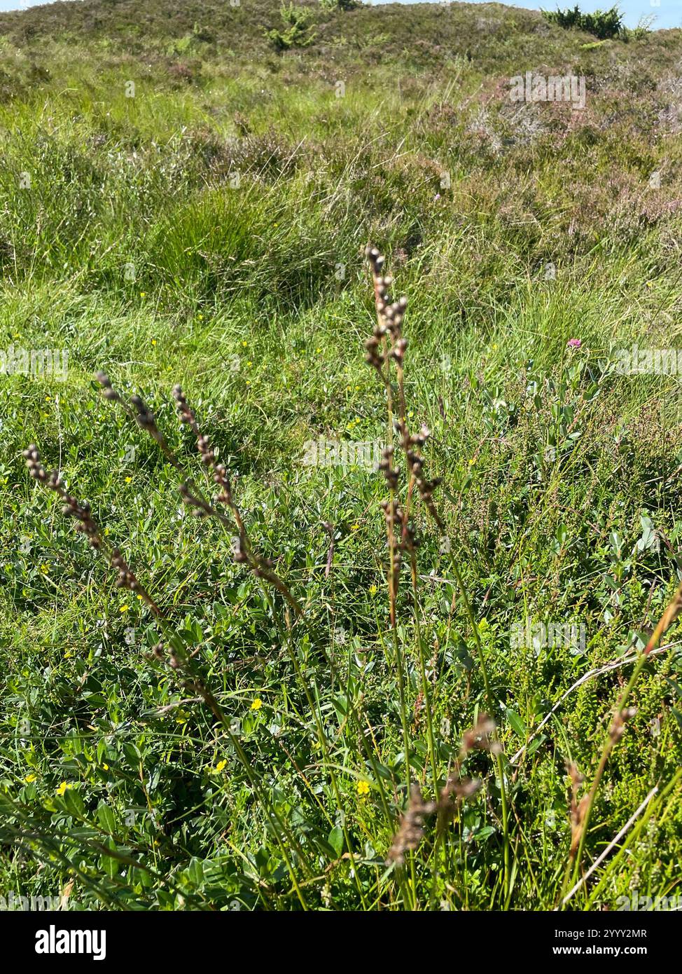 Heath rush juncus squarrosus hi-res stock photography and images - Alamy