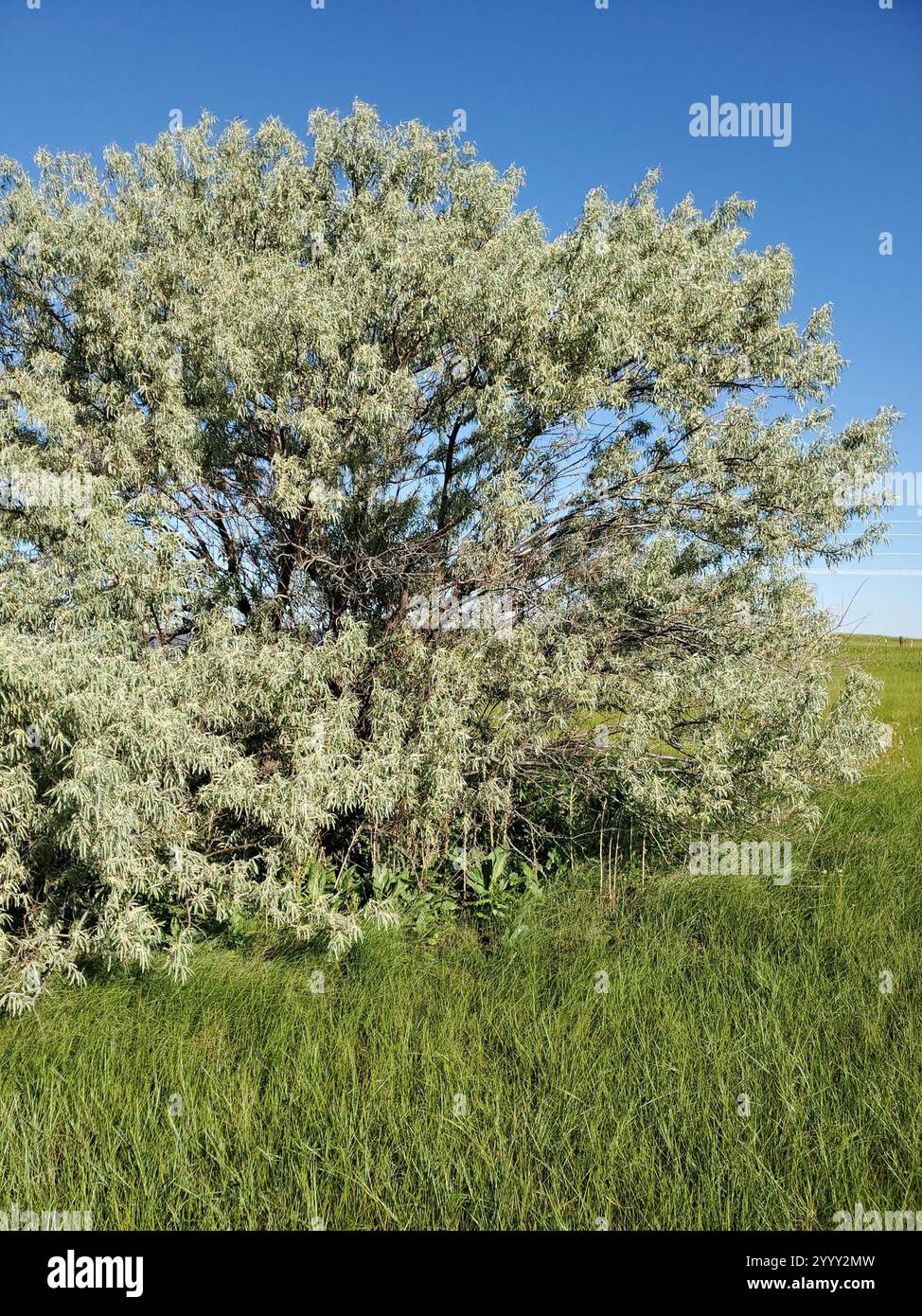 Russian olive (Elaeagnus angustifolia Stock Photo - Alamy