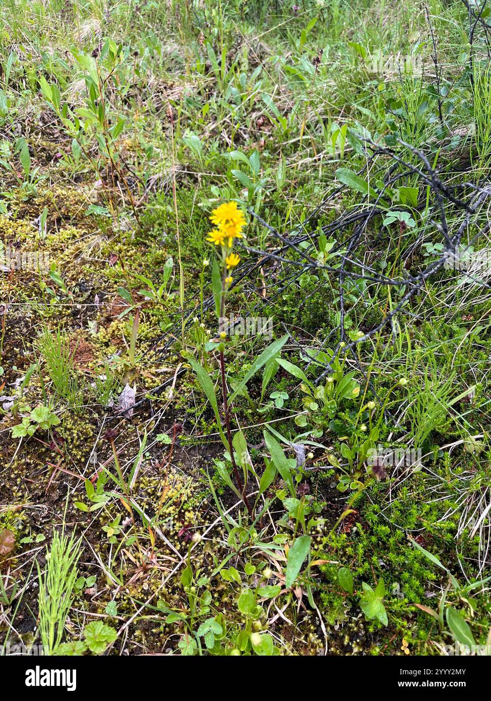 northern goldenrod (Solidago multiradiata Stock Photo - Alamy