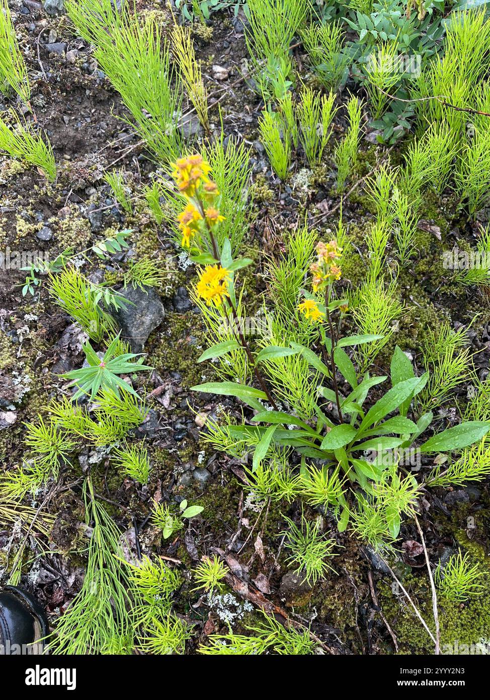 northern goldenrod (Solidago multiradiata Stock Photo - Alamy