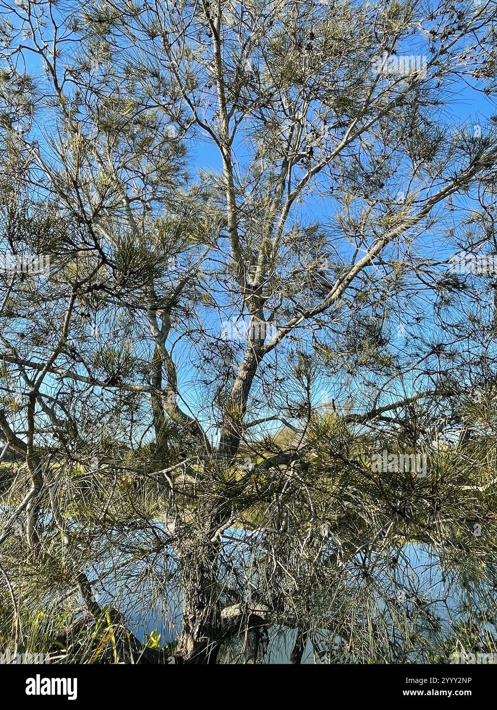Swamp sheoak (Casuarina glauca Stock Photo - Alamy